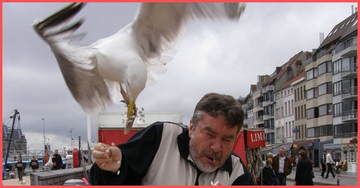 Enjoy These Photos of Seagulls Stealing Food From Unsuspecting People