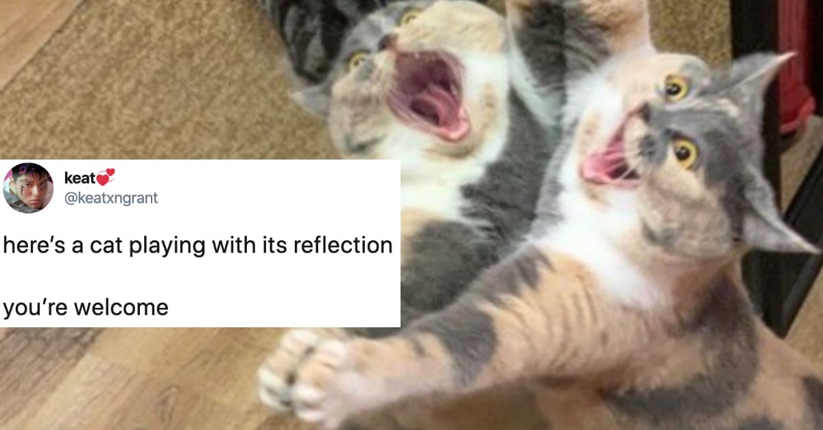 These Animals All Got Pretty Freaked out When They Saw Their Reflections