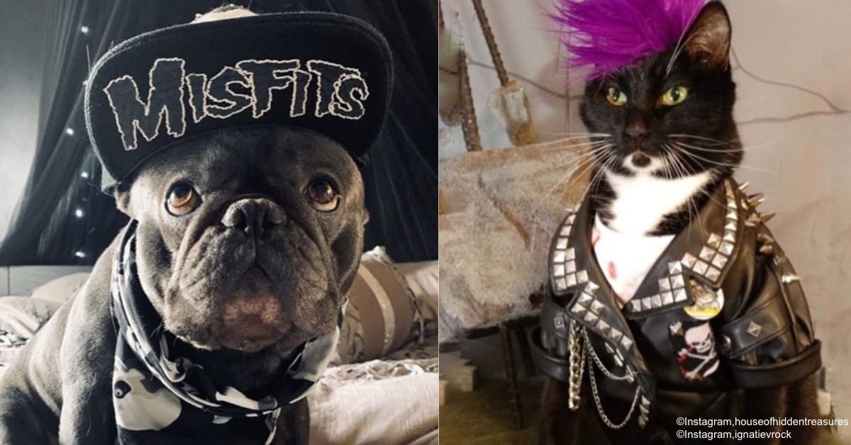 Punk Dogs and Cats That Are Bad to the Bone