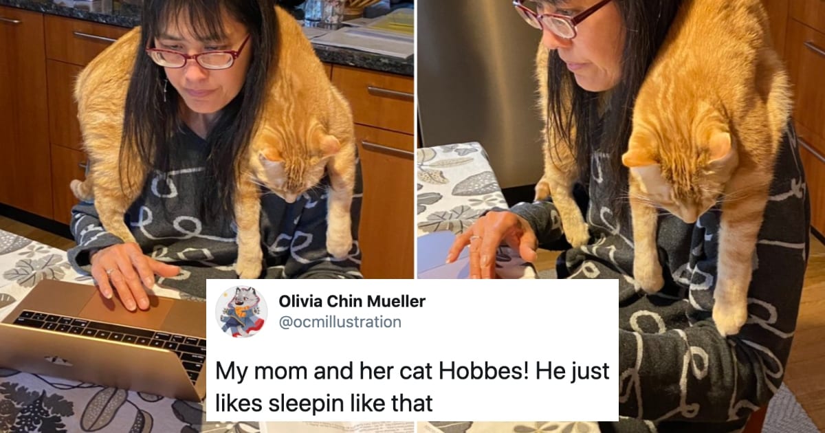 Enjoy This Heavy Dose of Cat Cuteness!