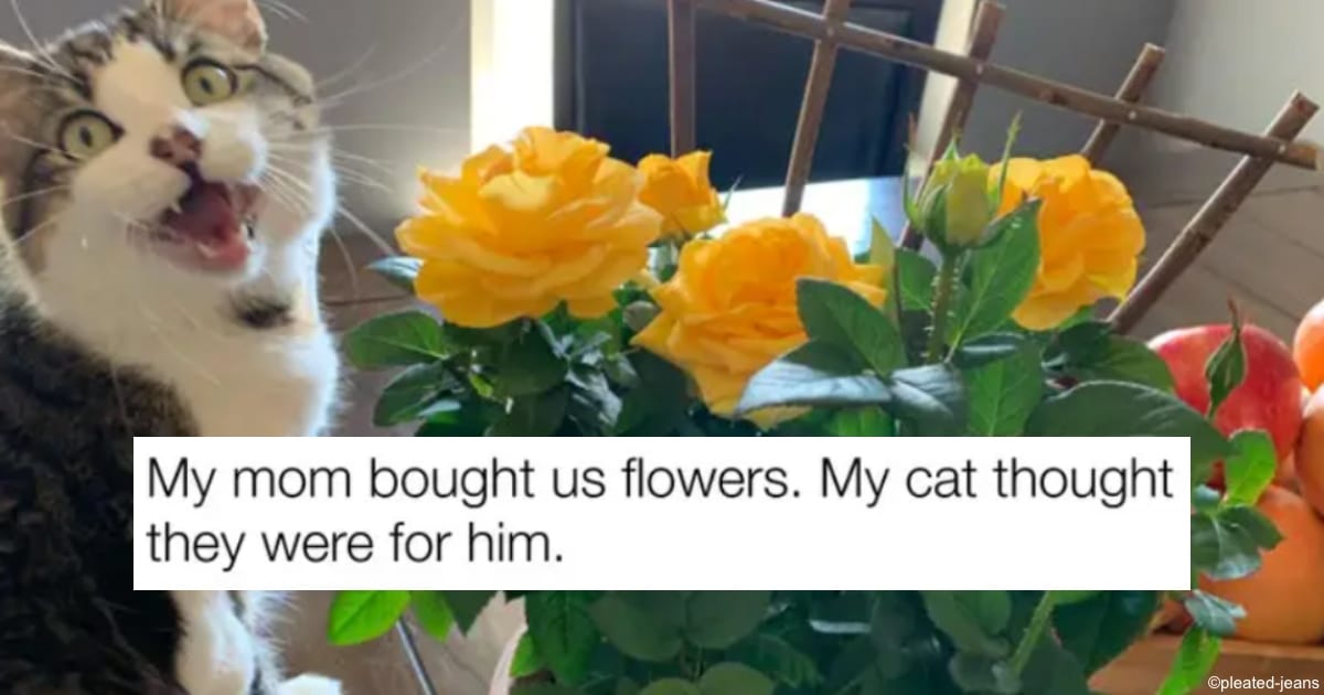 12 Nice and Wholesome Memes to Put a Smile on Your Face
