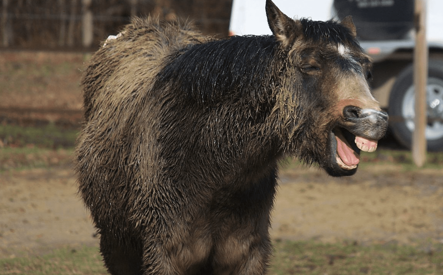 Enjoy This Great Gallery of Laughing Donkeys