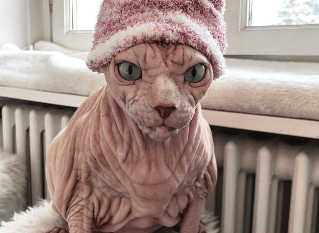 This Hairless Cat Might Look Like an Evil Villain, but He's a Real ...