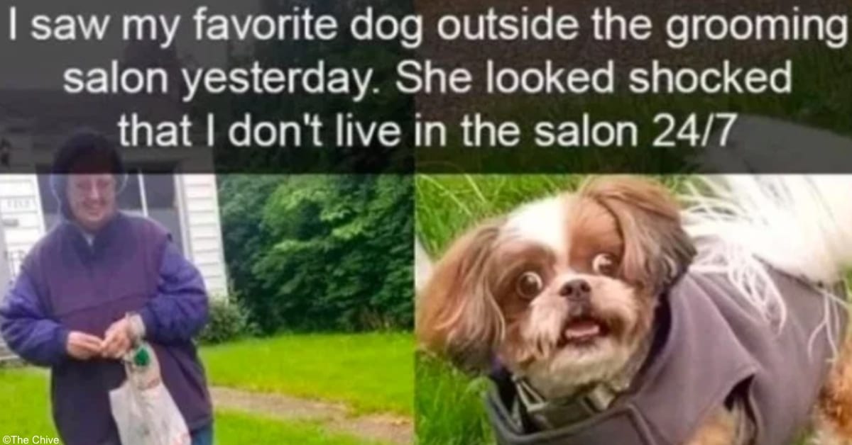 13 Hilarious Dog Memes for All of Us Who Can't Get Enough of Them