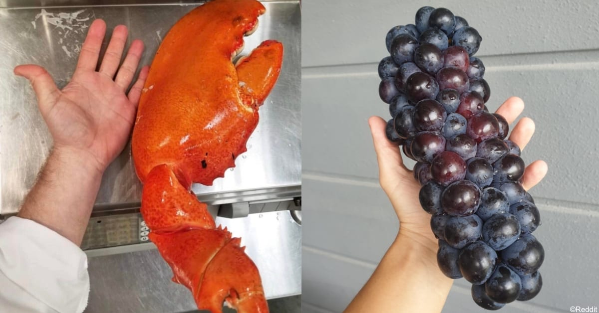 13 People Share Food That Looks Like It Came From Another Planet