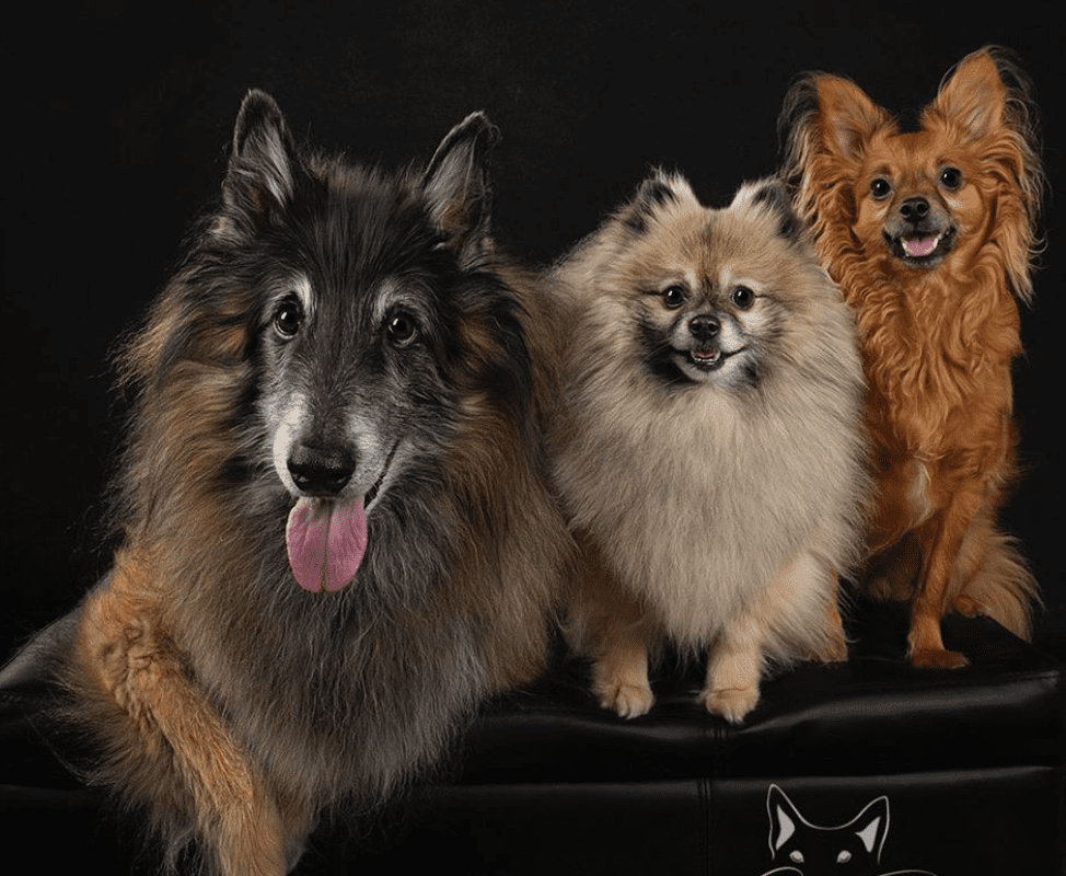 This Photographer Captures Cute Dogs in Her Amazing Portraits