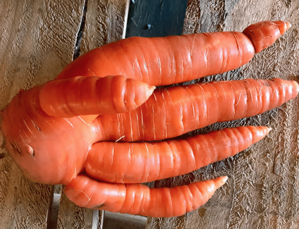 13 People Who Definitely Won the Food Lottery