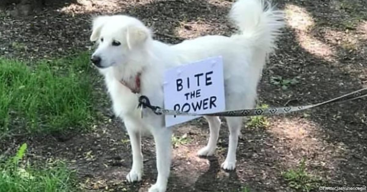 These Dogs Are Protesting for Justice... and They're Also Very Cute