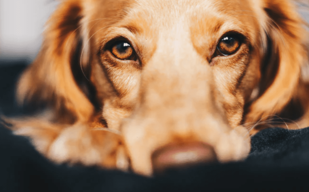 These Pets Caused Trouble and They Were Publicly Shamed for It