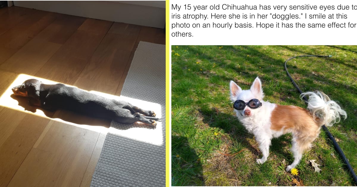 13 Funny and Wholesome Dog Posts to Brighten up Your Day