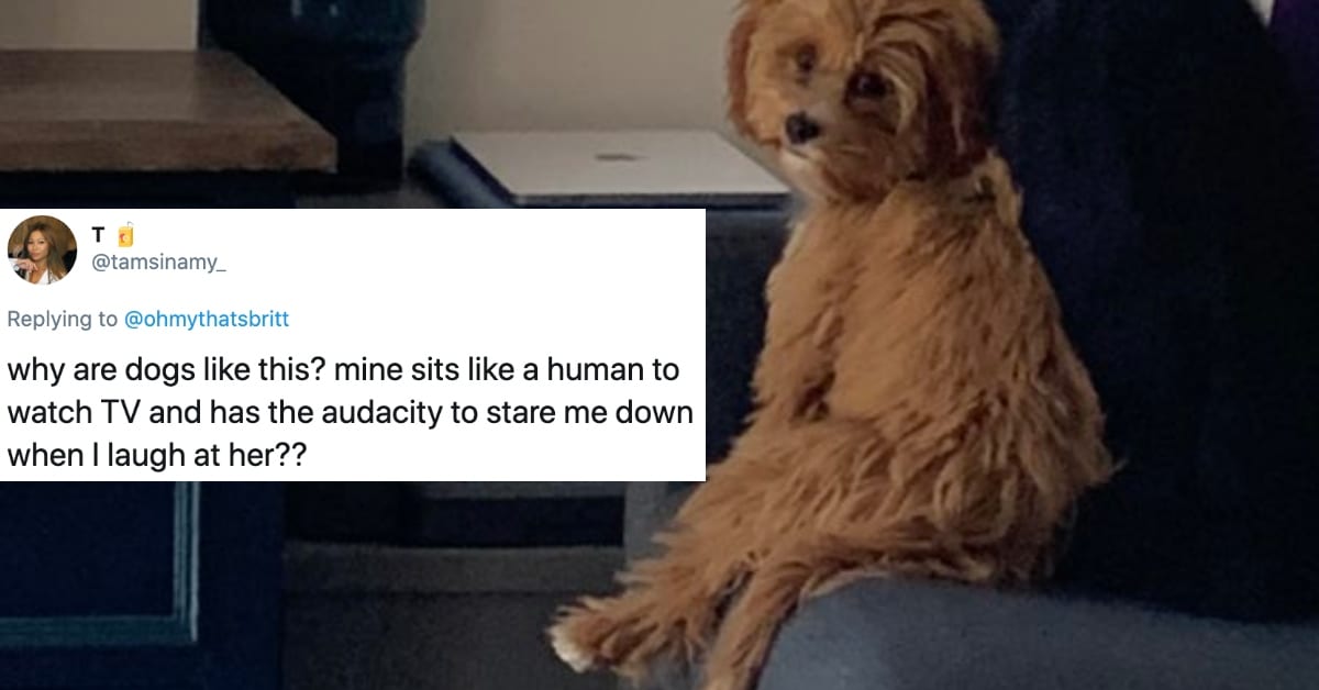 13 Dogs That Are Sitting in Hilarious Positions