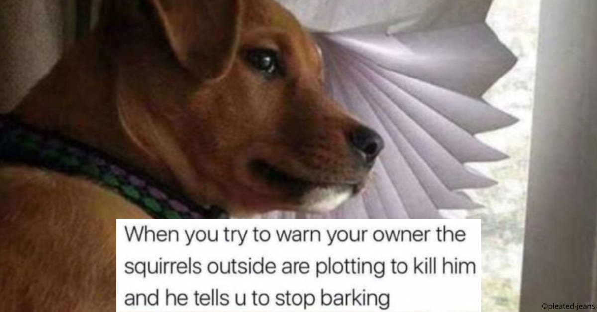 Funny Dog Posts That Will Make You Love Our Furry Friends Even More!