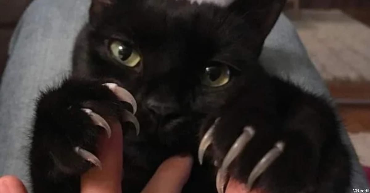 13 of the Best Pics of Kitty Claws From the "Murder Mittens" Group