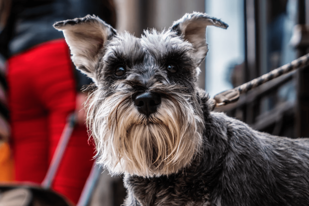 13 Dogs That Are Sitting in Hilarious Positions