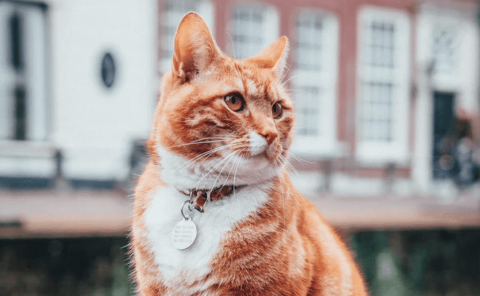 13 Cats Who Went From Being Chunkers to Totally Lean