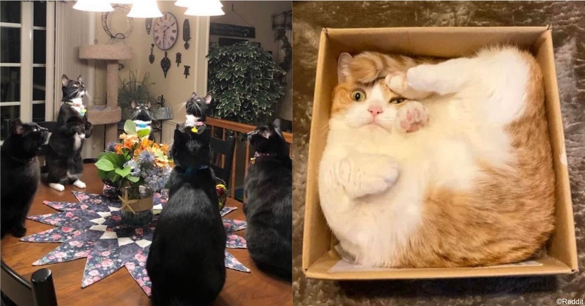 People Shared Photos of Their Cats Acting Really Weird