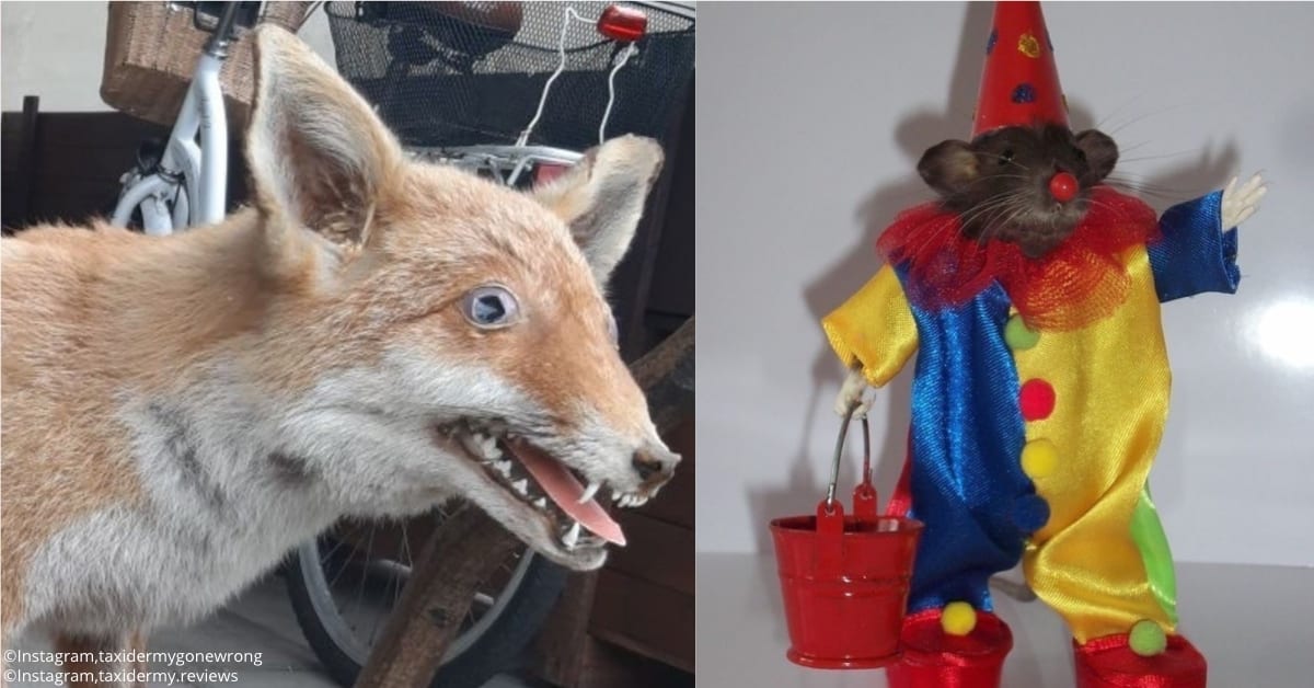Enjoy These 17 Weird and Creepy Examples of Taxidermy