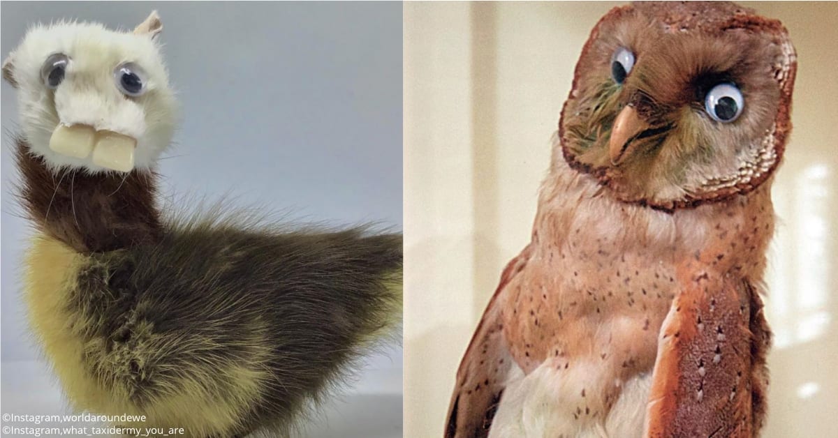 16 Examples of Very Strange Taxidermy