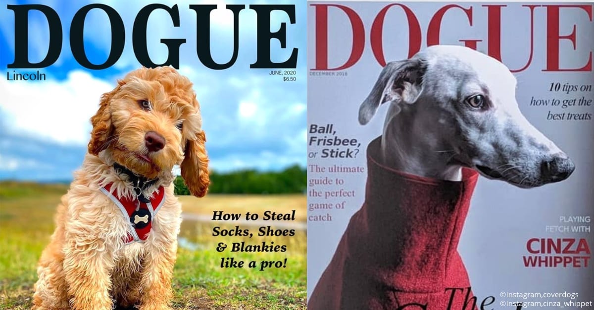 People Create ‘Dogue’ Covers by Editing Their Own Dogs Into Them