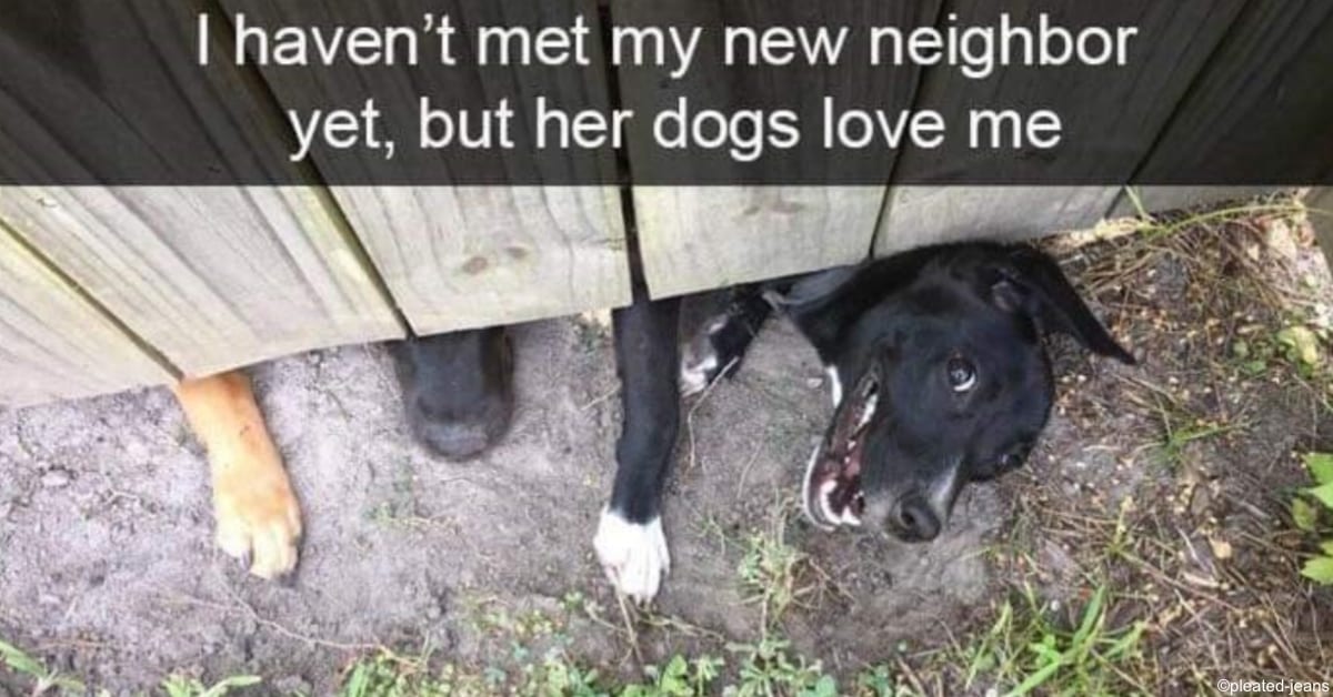 12 Funny Memes for All the Dog Lovers
