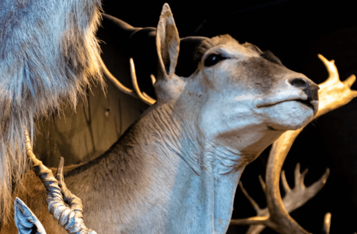 Enjoy These 17 Weird and Creepy Examples of Taxidermy