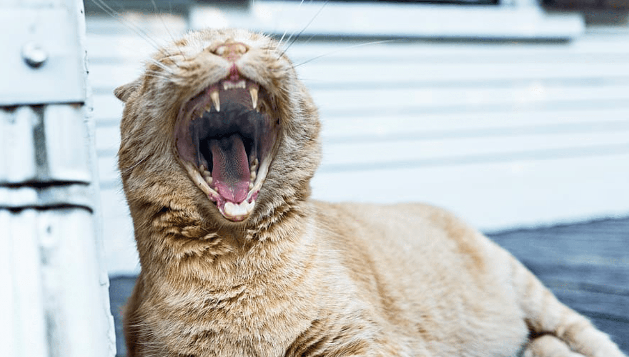 Here's 15 Pieces of Weird Taxidermy That Will Haunt Your Dreams