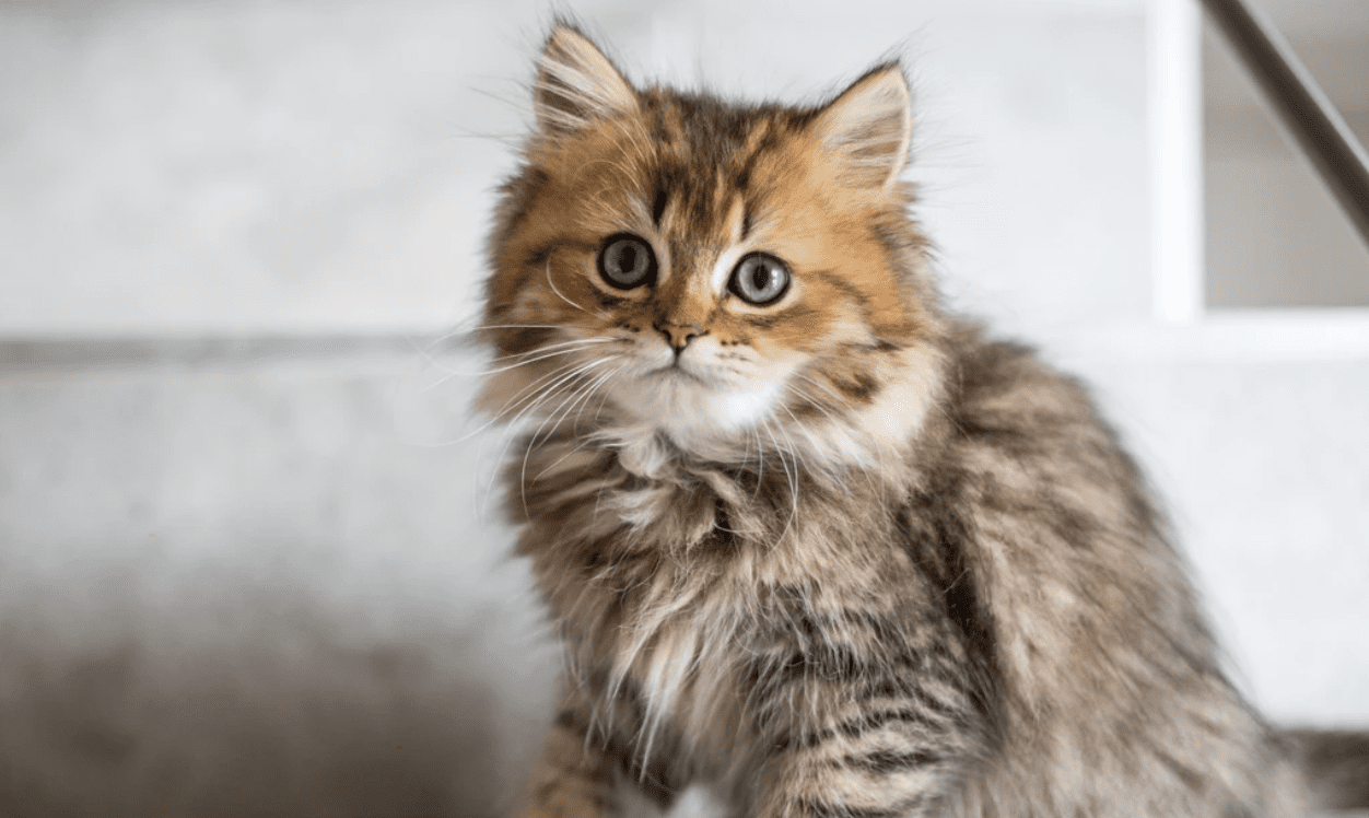 14 Dramatic Cats Who Should Be Awarded an Oscar