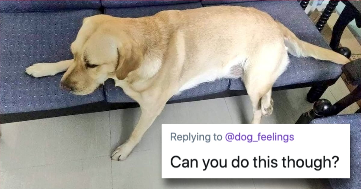 Dogs Love to Sit Funny. And Here's All the Proof You Need.