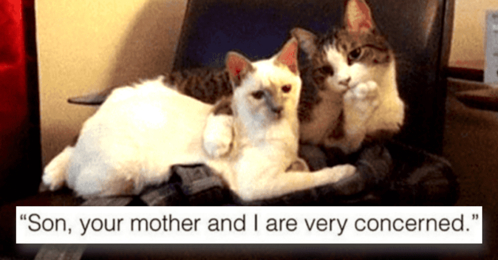 Got a Cat? Then You'll Probably Want to See These Memes.