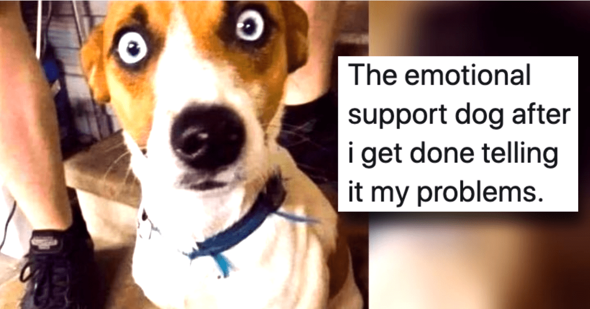 Sink Your Teeth Into These Funny Dog Memes