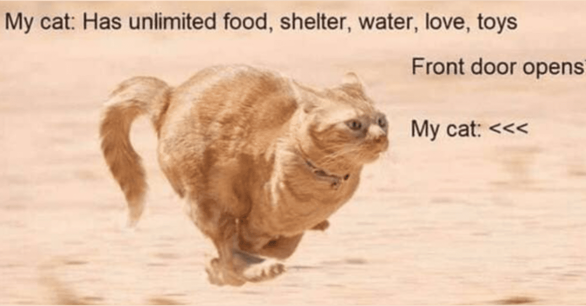 Awesome Cat Memes to Soothe Your Soul