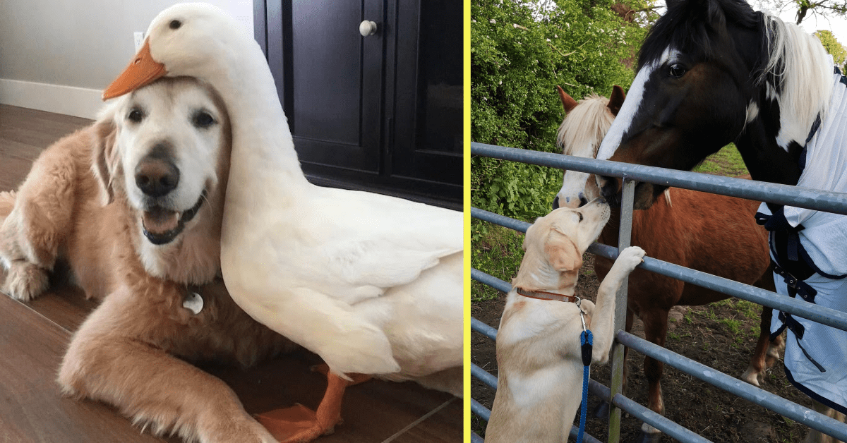 These Animal Friendships Are Absolutely Wholesome