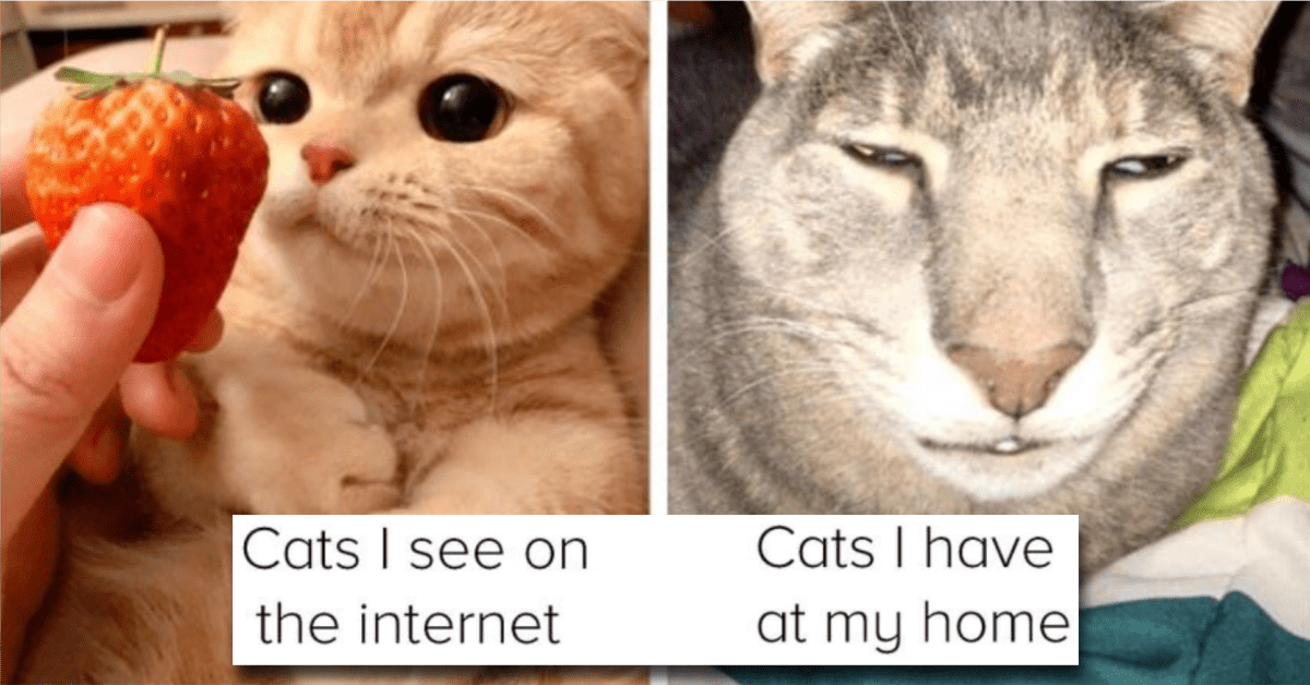 Funny Memes for Folks Who Need Some Laughter in Their Lives