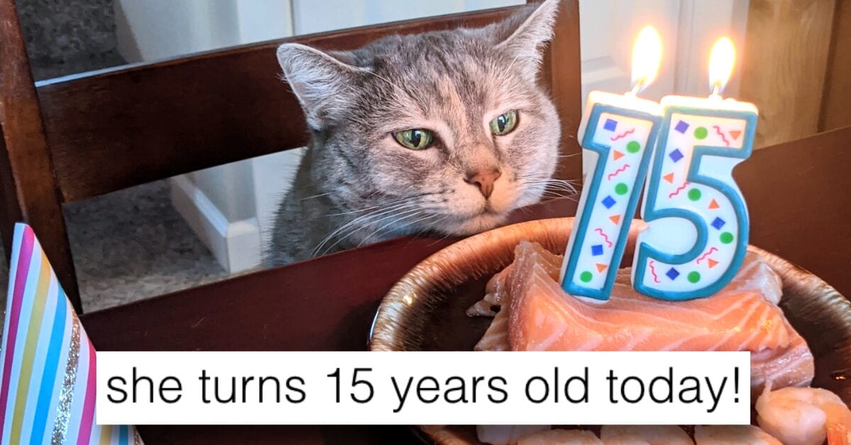 13 Great Cat Posts for You to Enjoy