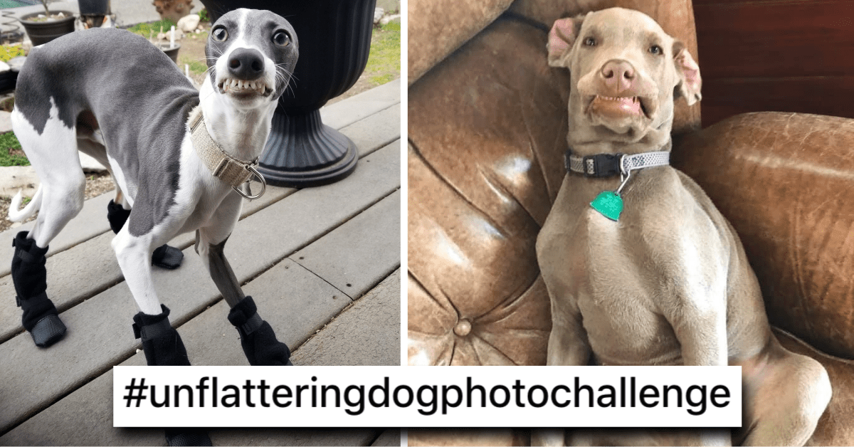 You're Gonna Love the Unflattering Dog Photo Challenge