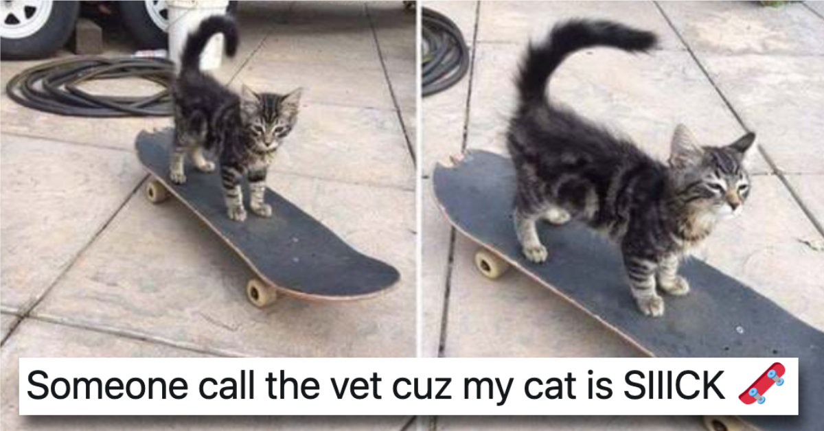 Got A Cat Then These Memes Will Be Right Up Your Alley got-a-cat-then-these-memes-will-be-right-up-your-alley