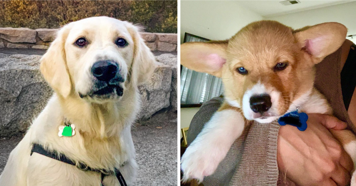 The Disapproving Dog Challenge Is Hilarious and Totally Accurate