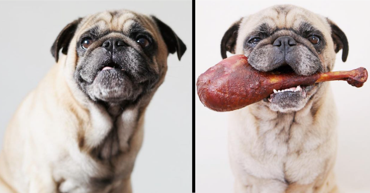 Norm the Pug Is Very Photogenic and His Owner Knows It