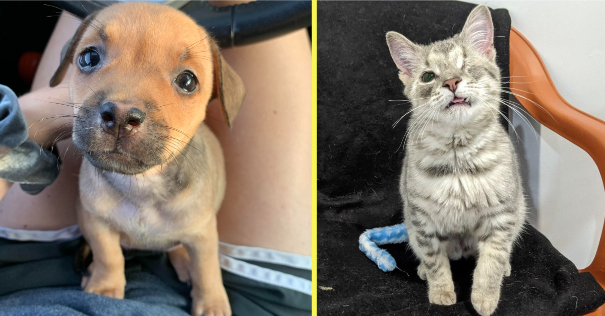 These Great Photos of Rescue Pets Will Melt Your Heart