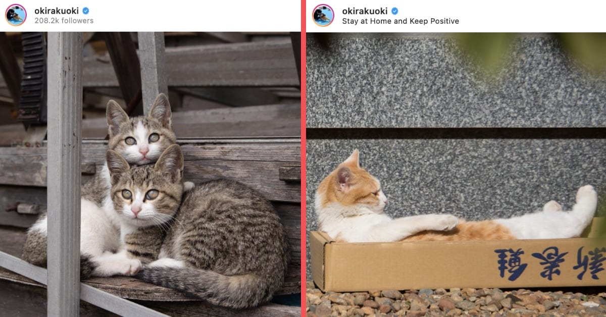 This Photographer Captures the Personalities of Stray Cats in Japan