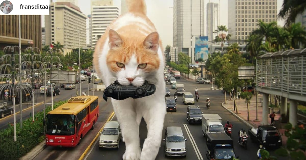 12 Giant Catzillas That Are Loose in the Big City