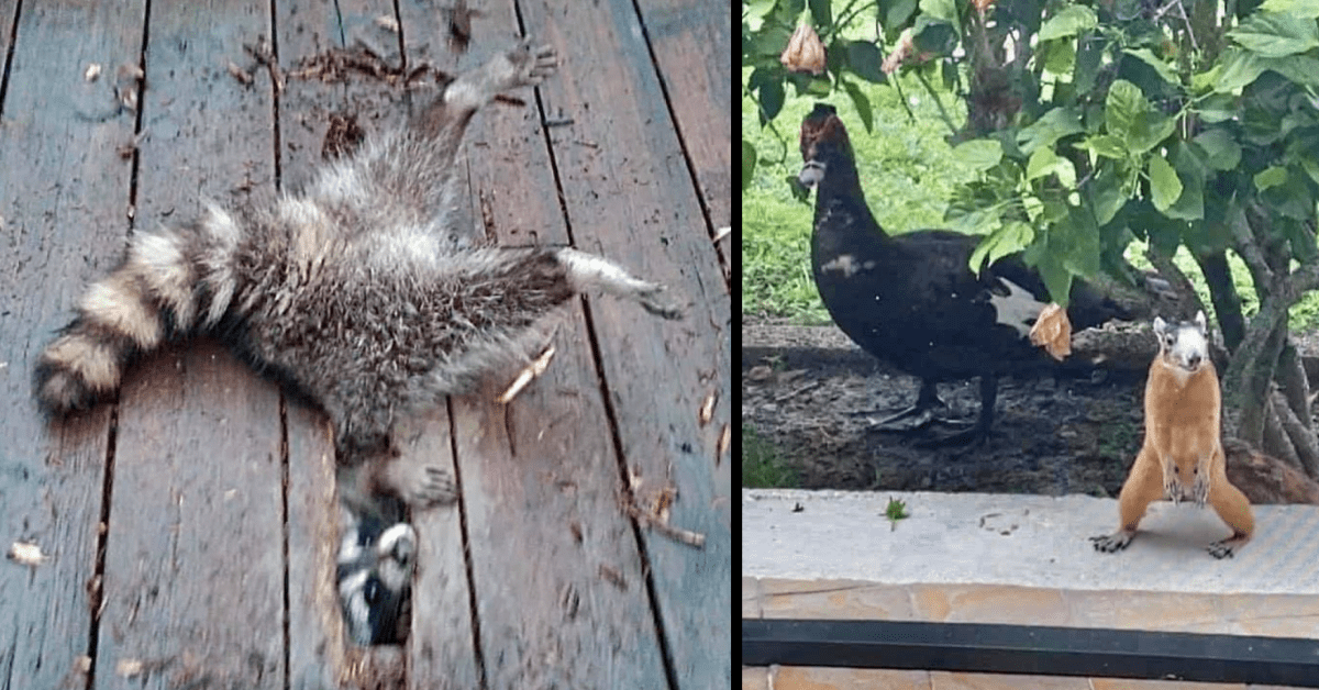 This Account Is Dedicated to Funny, Weird, and Straight-up Bad Animal ...