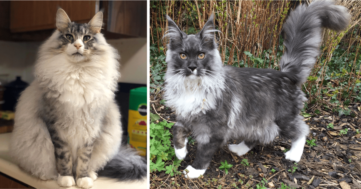 If You Love Super Fluffy Cats, You're Gonna Want to Check Out This Group