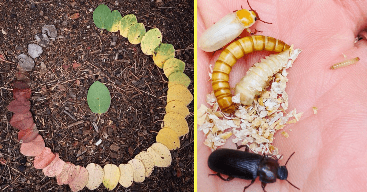 People Shared Interesting Photos of the Life Cycles of Different Things