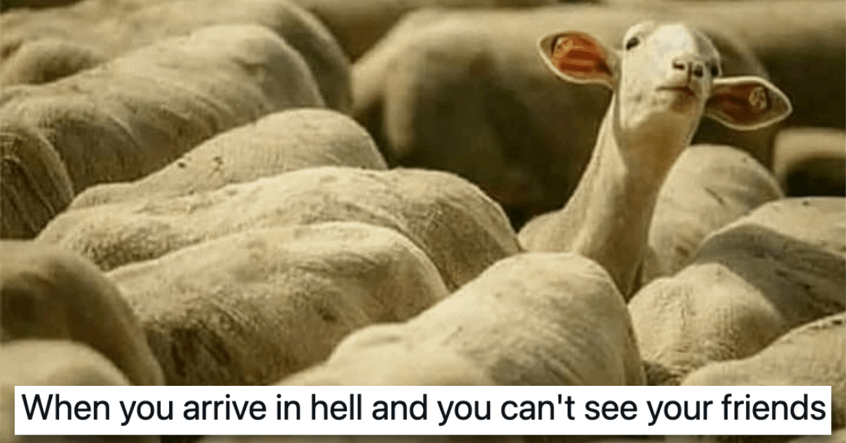 These Gloriously Funny Memes Are for Your Individual Enjoyment