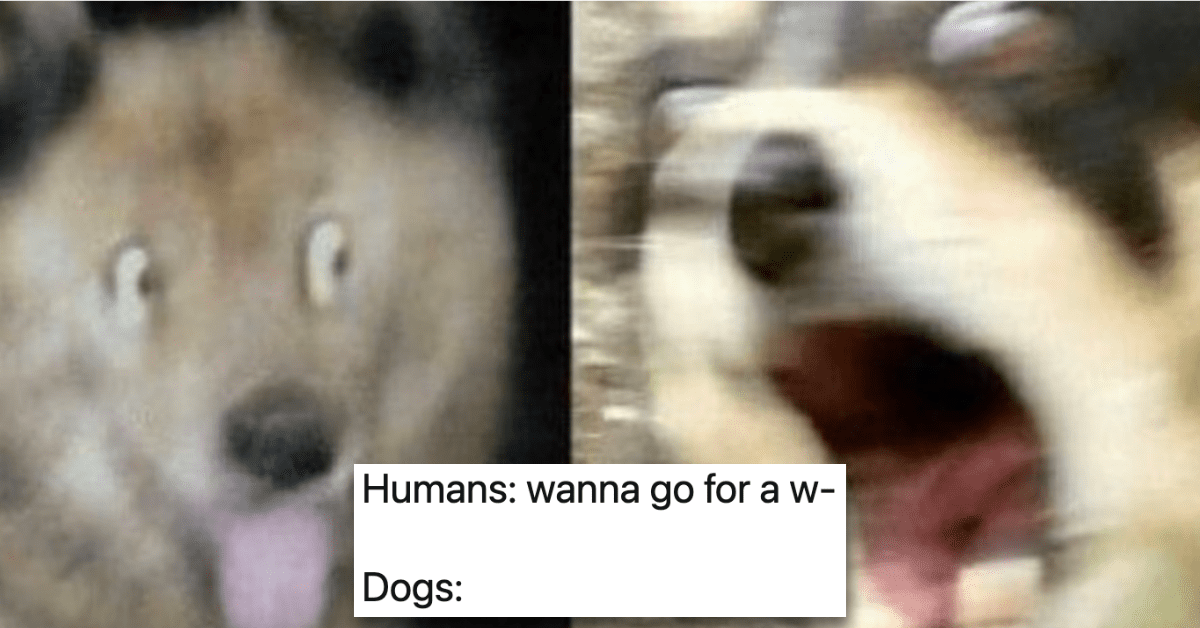 If You Have a Dog, You'll Get a Kick Out of These Memes
