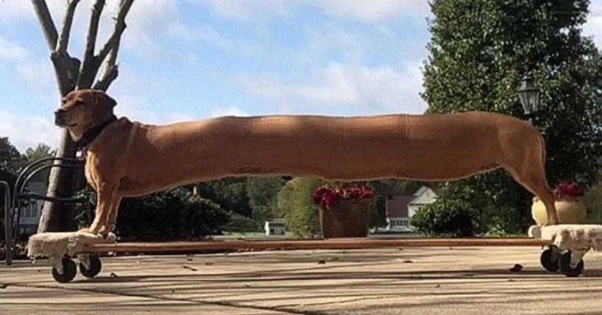 Enjoy These Dog Panoramic Pics That Went Hilariously Wrong