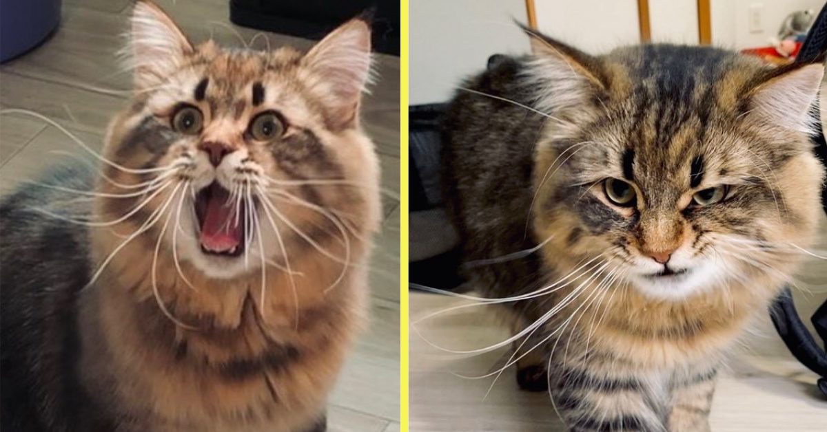 We’re Pretty Positive That You’re Gonna Love Yamaneco the Cat