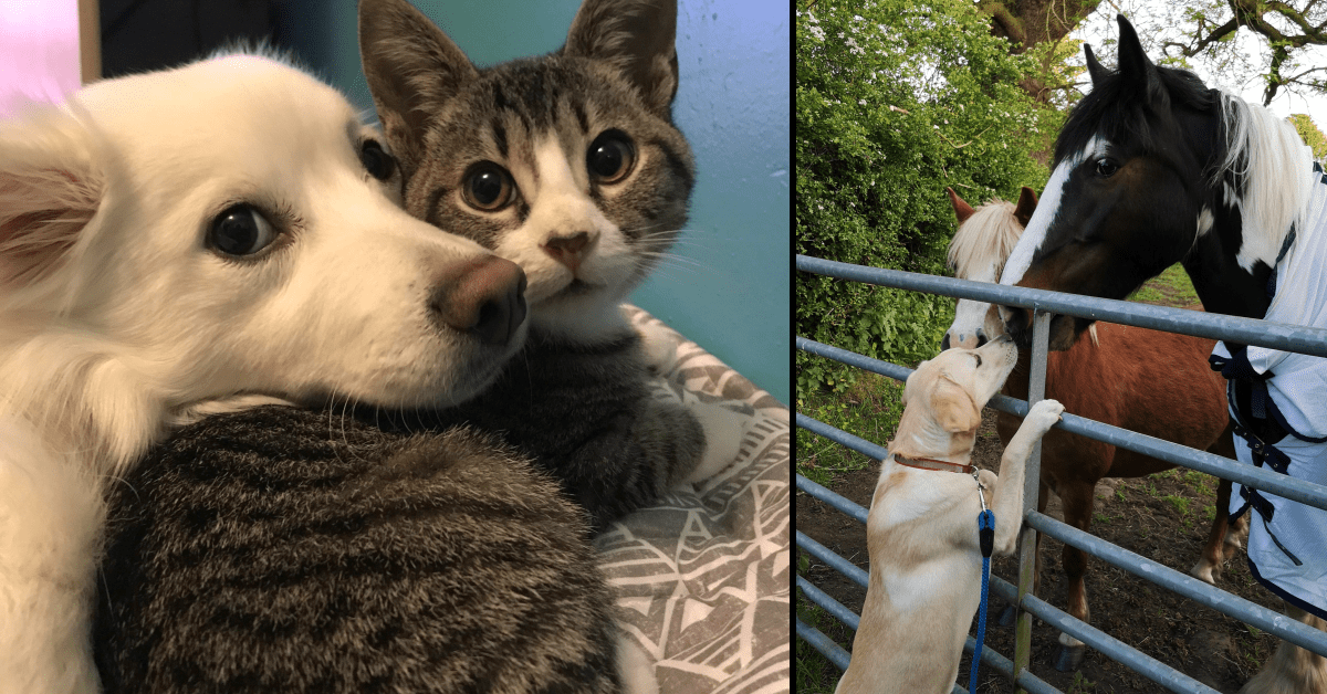 12 Animal Friendships That Are Gonna Make You Smile
