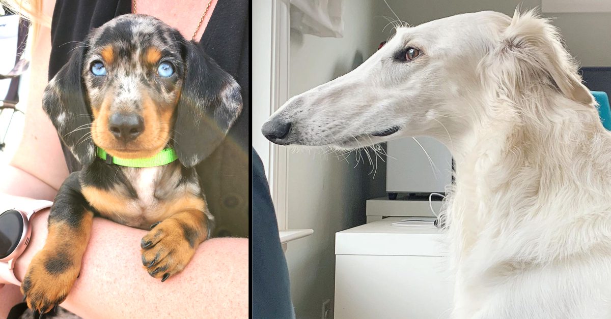 11 Animals With Totally Unique Appearances